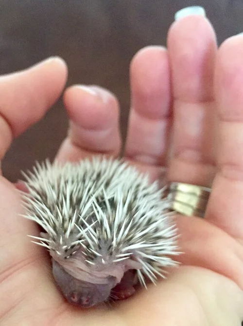 Prickle Farms Hedgehogs