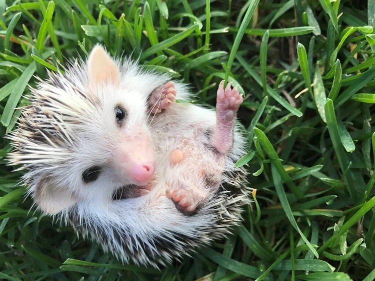 Prickle Farms Hedgehogs