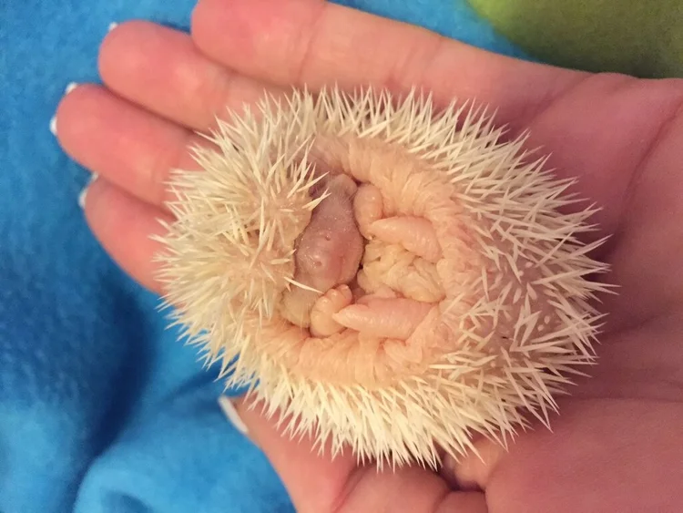 Prickle Farms Hedgehogs