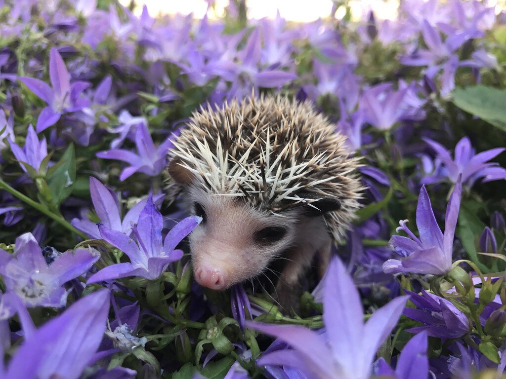 Prickle Farms Hedgehogs