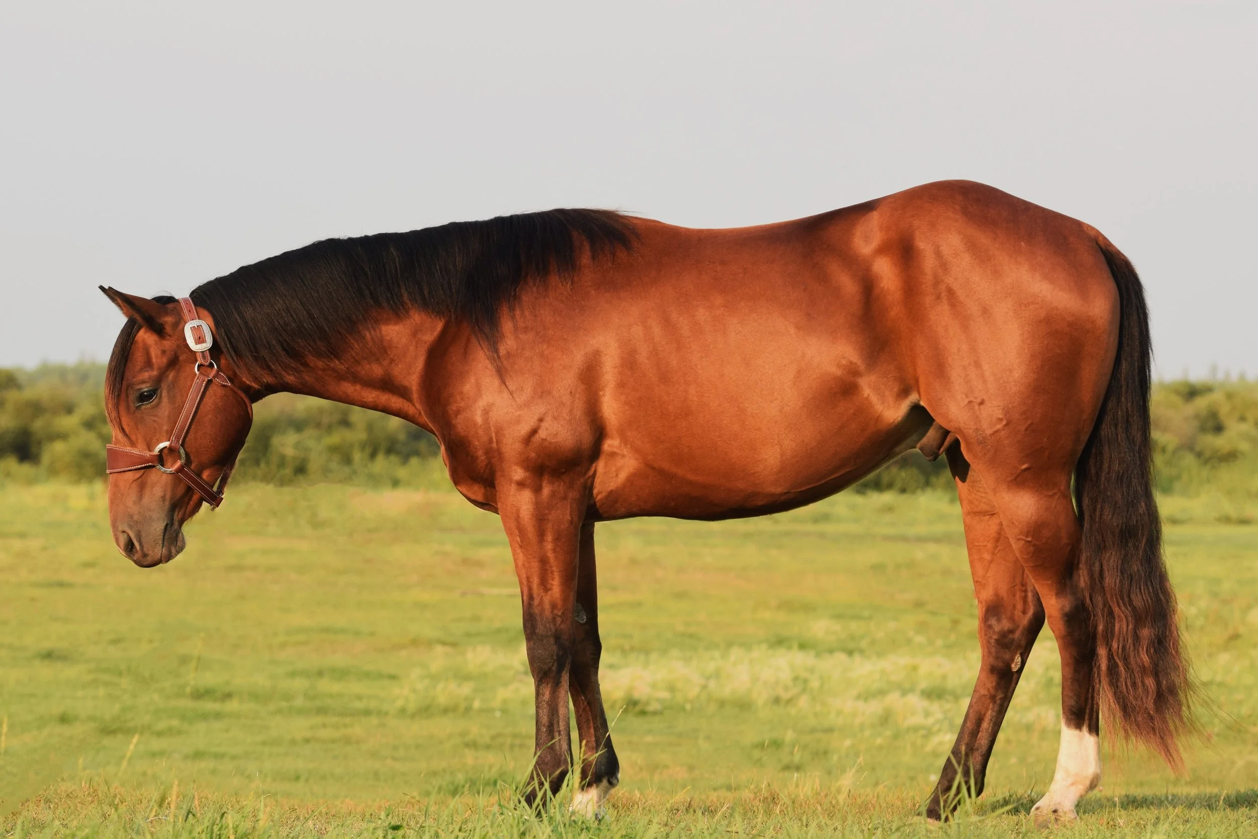 2J Ranch Horses, Ranch raised, all around horses for sale