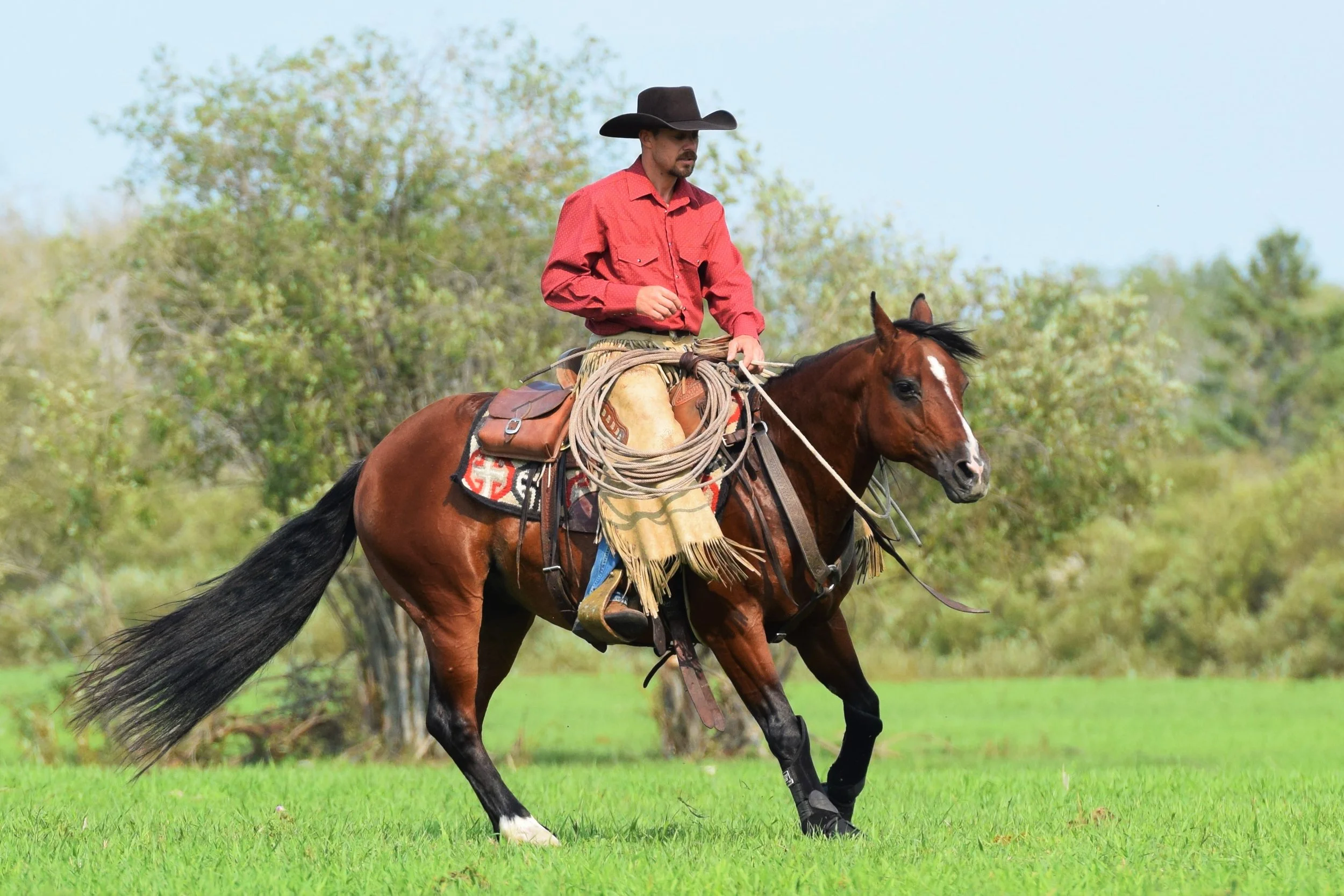 2J Ranch Horses -Ranch raised all around using horses for sale