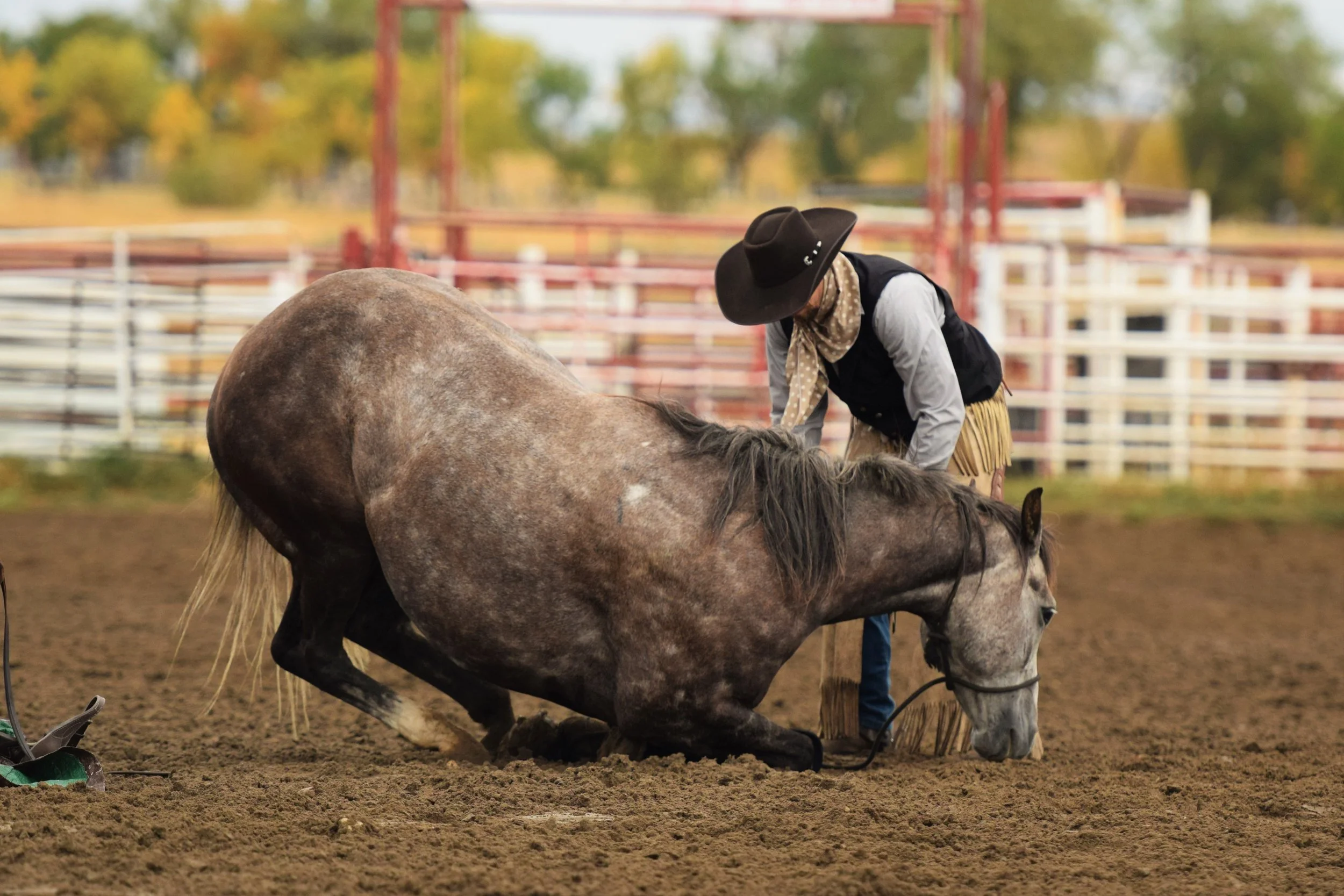 Why do broke horses cost so much? — 2J Ranch Horses