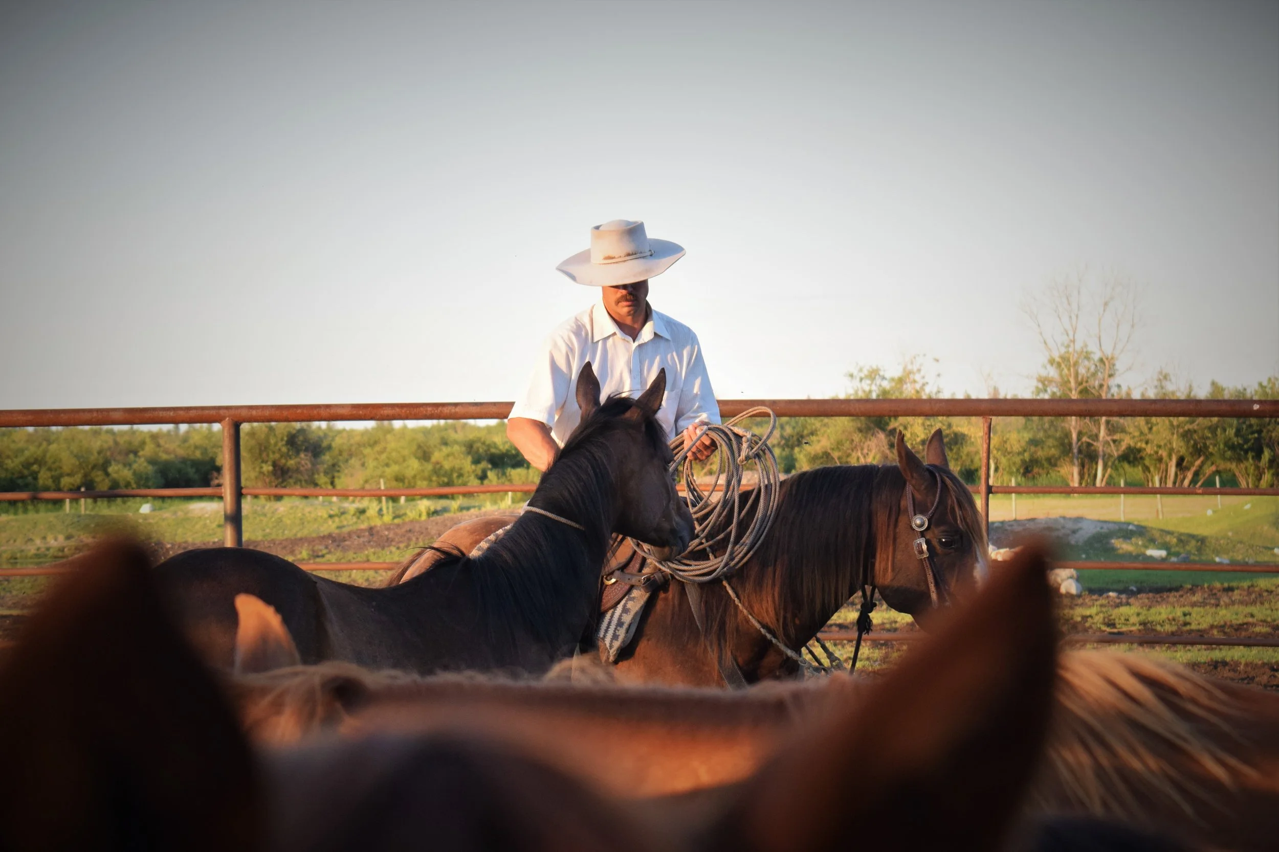 Colt starting - horse training services 2J Ranch Horses