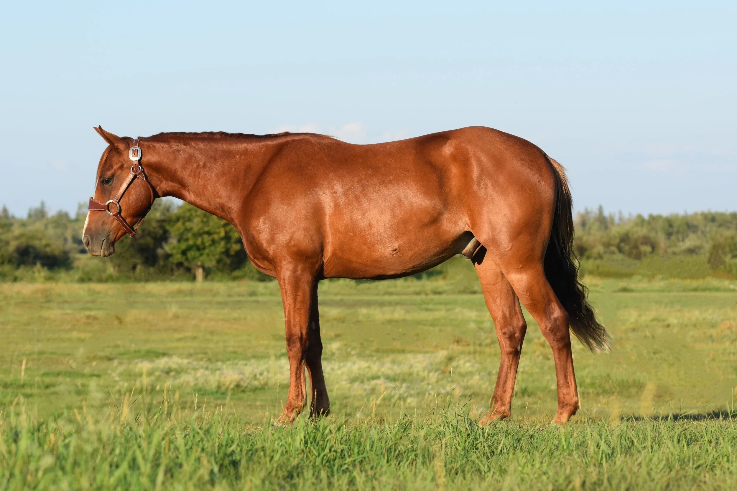 2J Ranch Horses, Ranch raised, all around horses for sale