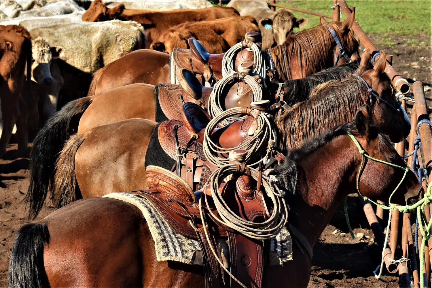 2J Ranch Horses, Ranch raised, all around horses for sale