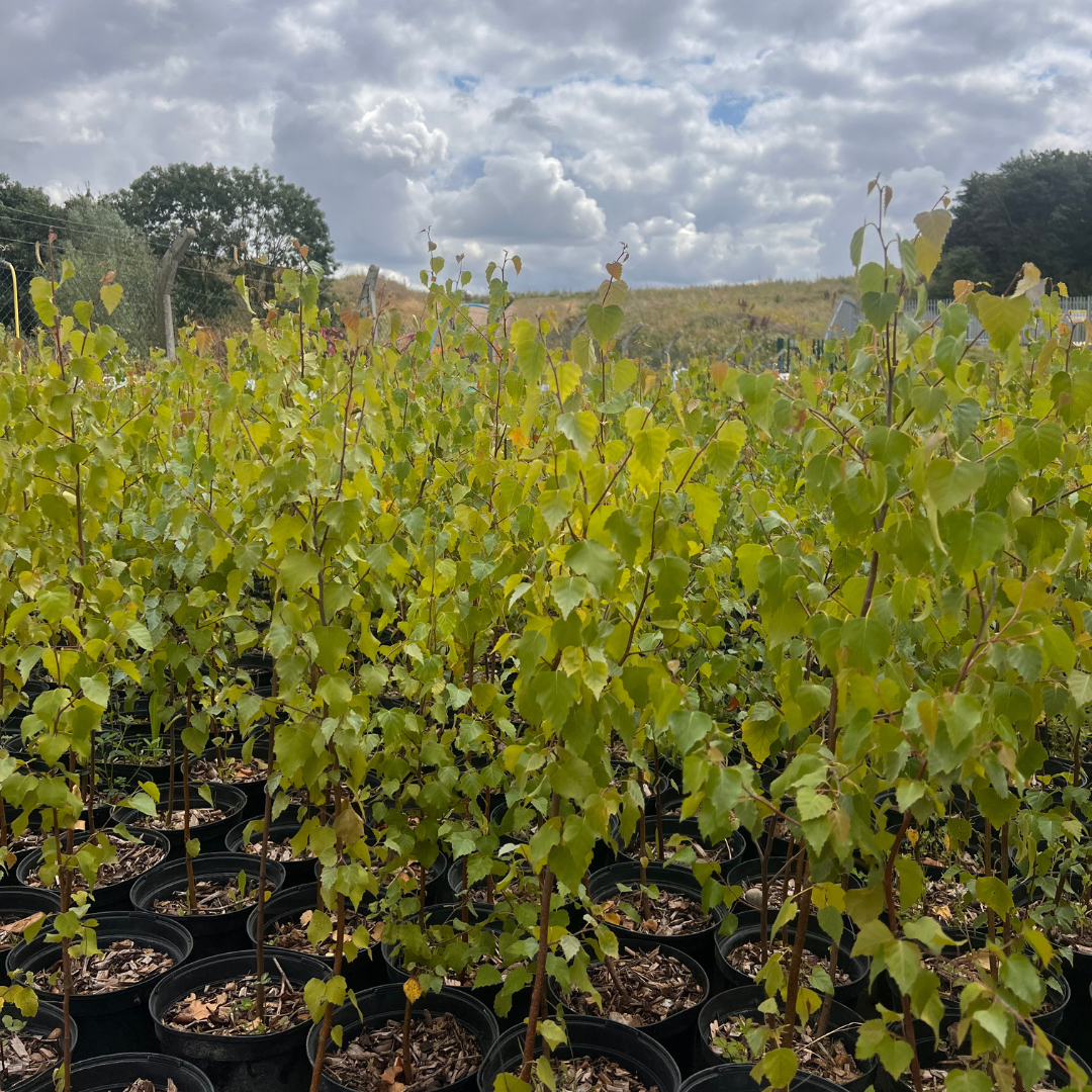 UK Tree Planting for Businesses with Time4Trees
