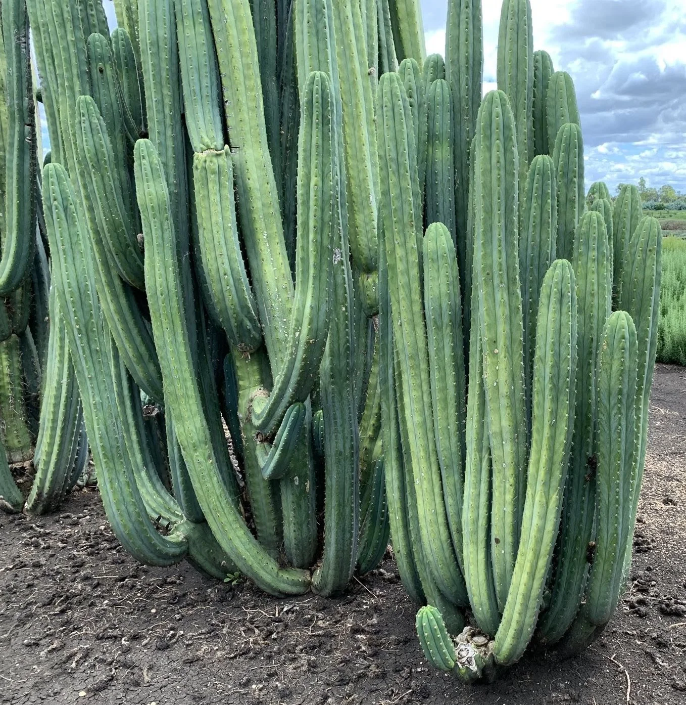 Buy cacti and cacti seeds online Australia — Cactus Culture Australia