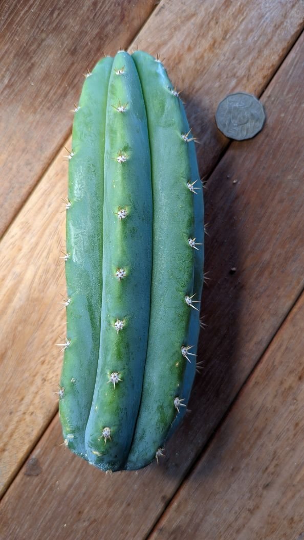 Buy cacti and cacti seeds online Australia — Cactus Culture Australia