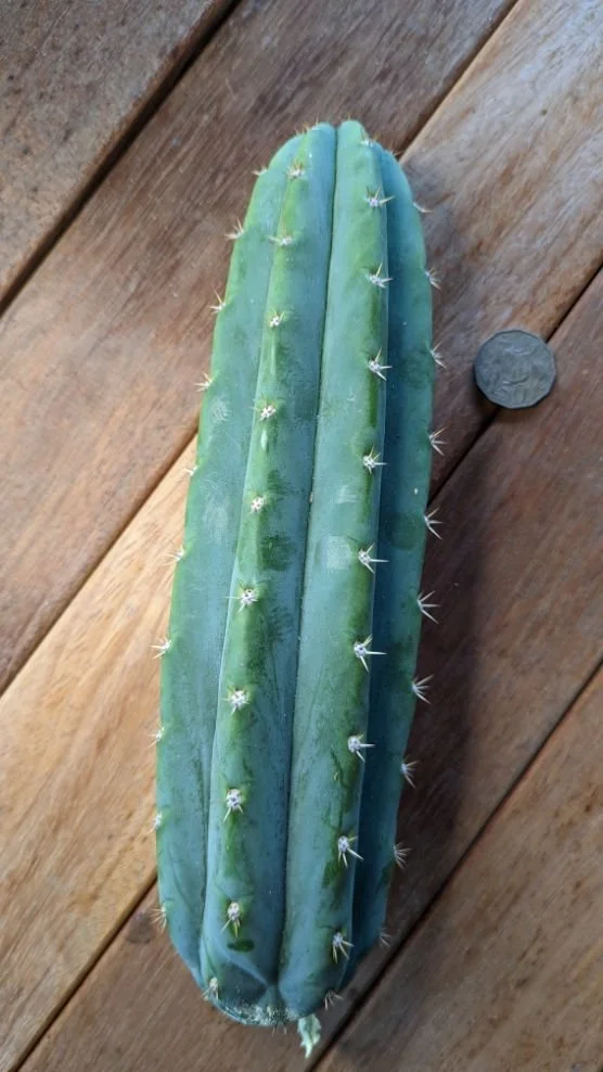 Buy cacti and cacti seeds online Australia — Cactus Culture Australia