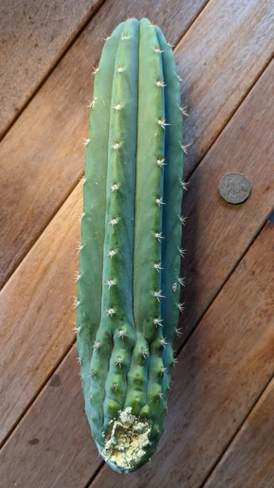 Buy cacti and cacti seeds online Australia — Cactus Culture Australia