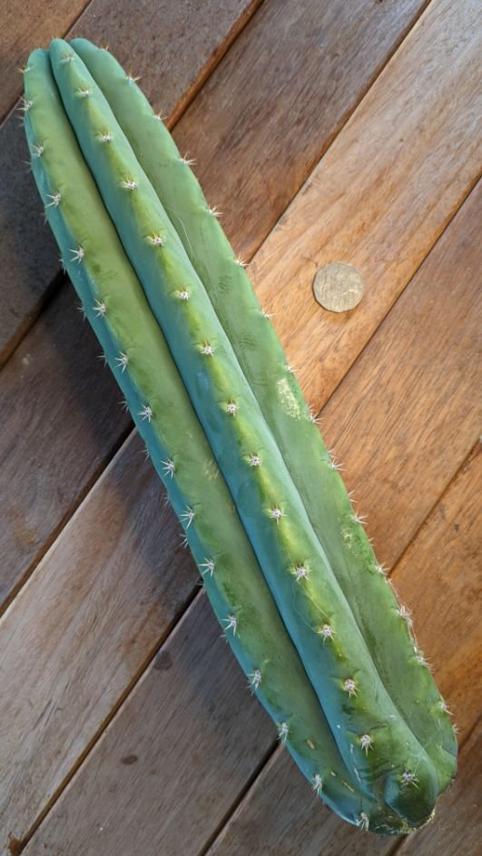 Buy cacti and cacti seeds online Australia — Cactus Culture Australia