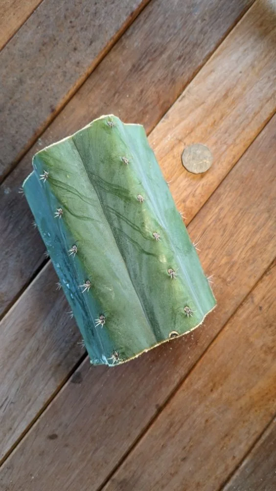 Buy cacti and cacti seeds online Australia — Cactus Culture Australia