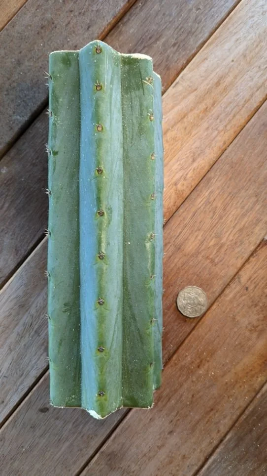 Buy cacti and cacti seeds online Australia — Cactus Culture Australia