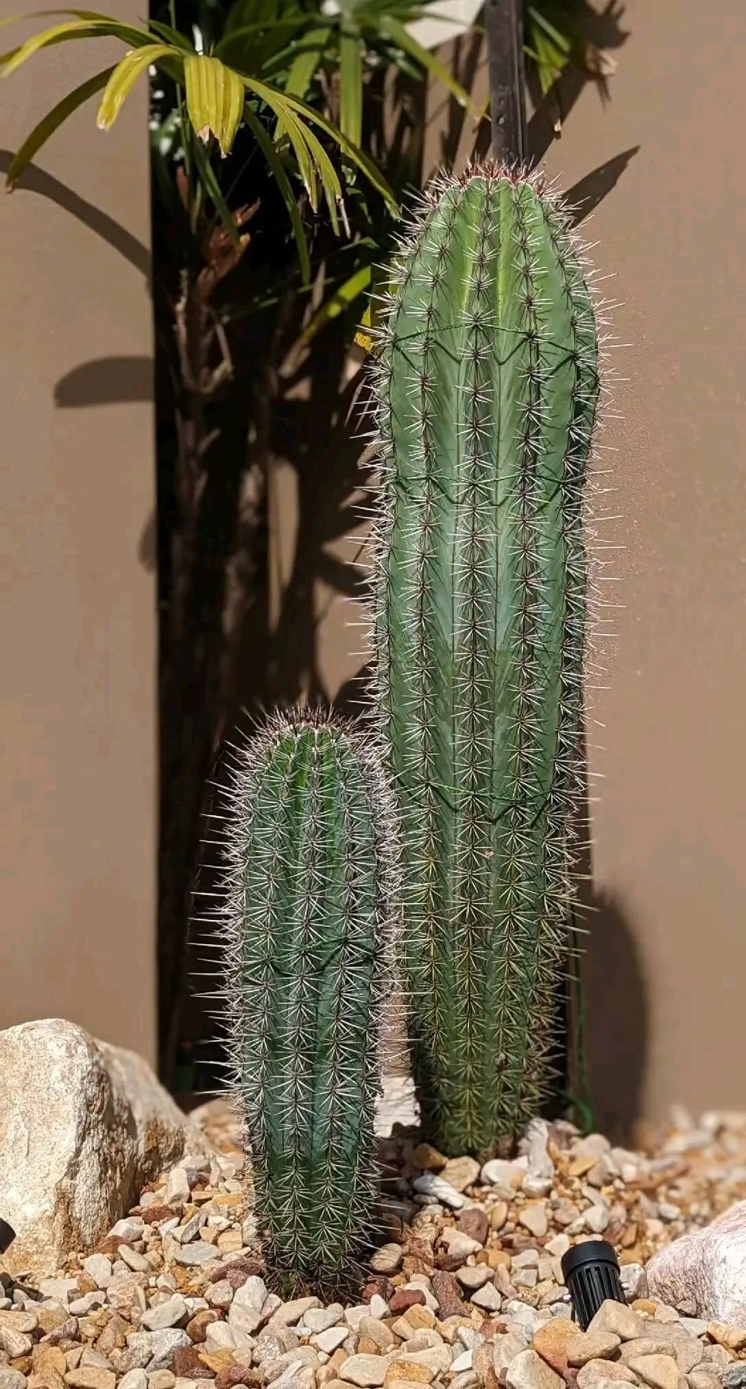 Online Cacti Shop & Cactus Landscaping - Cactus Culture Australia