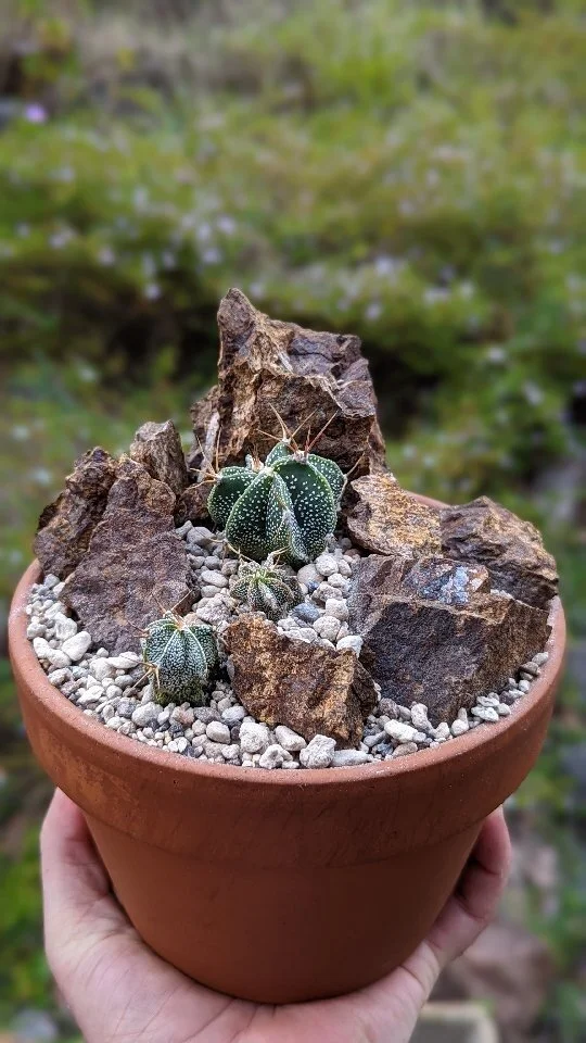 Online Cacti Shop & Cactus Landscaping - Cactus Culture Australia
