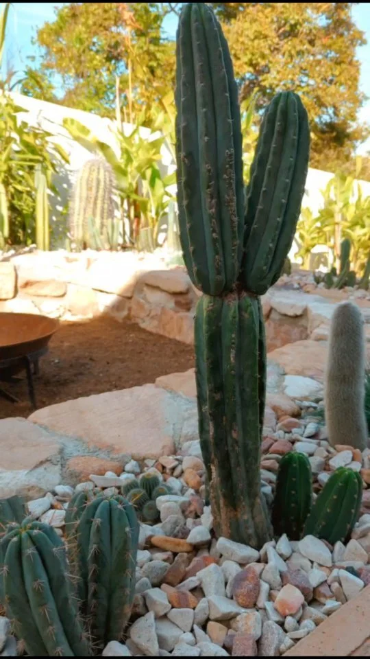 Online Cacti Shop & Cactus Landscaping - Cactus Culture Australia