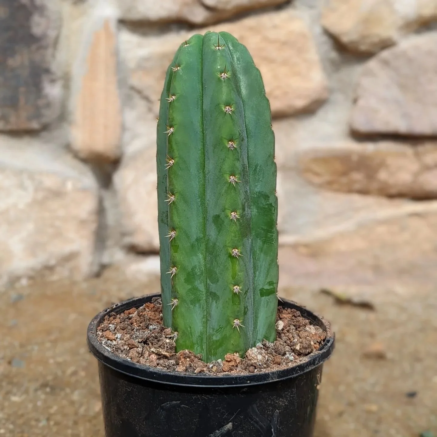 Online Cacti Shop & Cactus Landscaping - Cactus Culture Australia