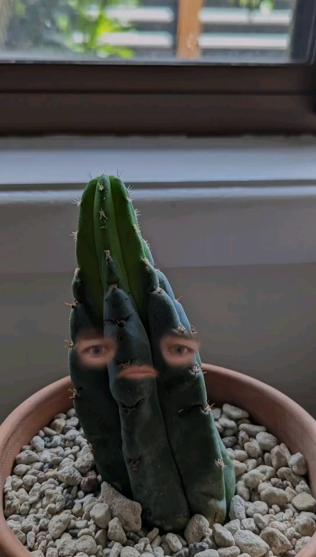 Online Cacti Shop & Cactus Landscaping - Cactus Culture Australia