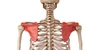 Neutral shoulder blade position and its importance — CENTRAL PHYSICAL ...
