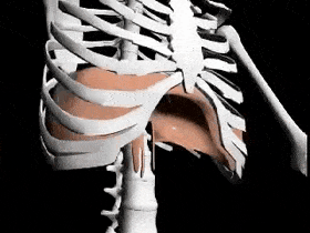 The benefits of proper diaphragm breathing and trunk stabilization ...