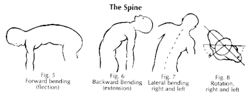 The daily toll of flexion on our spines and what we could do about it ...