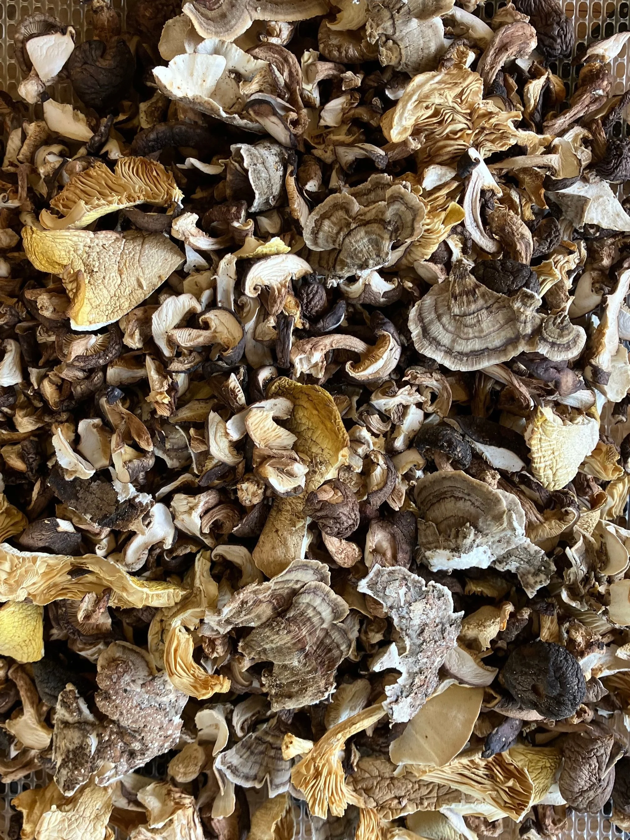 Dried Turkey Tail — Hawk Meadow Farm