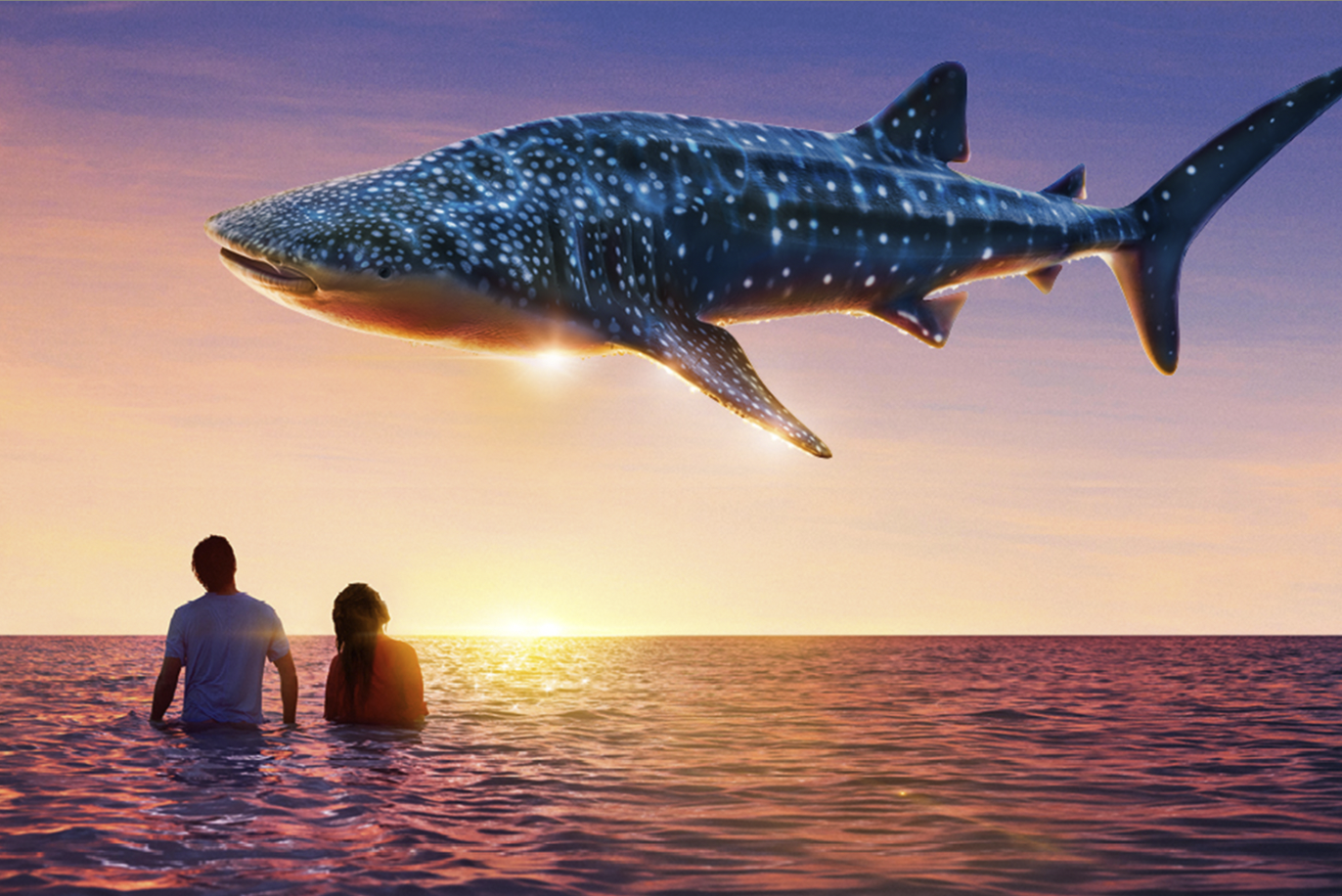 Advertising — Niall Stephen