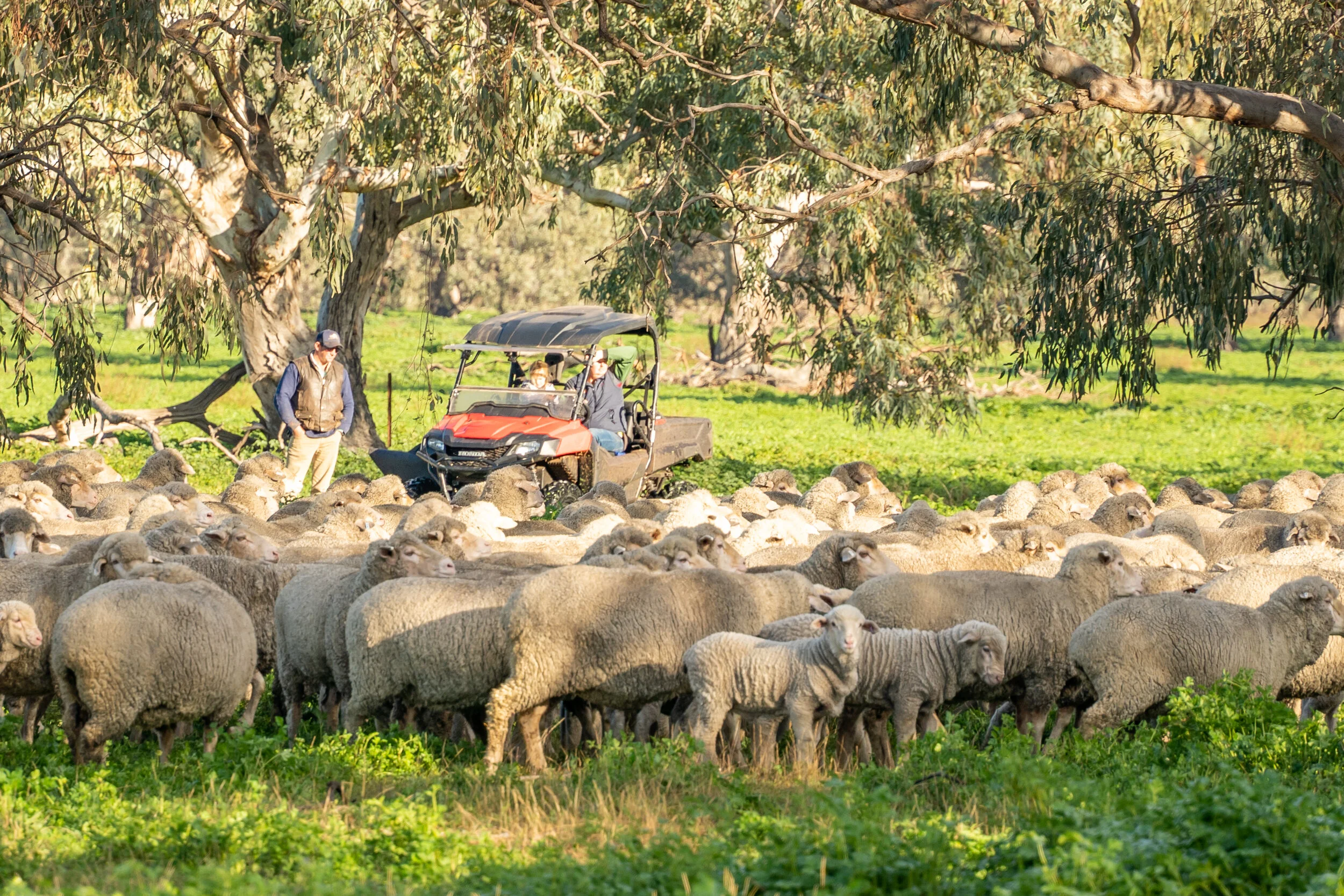 ADAF — AAM Investment Group