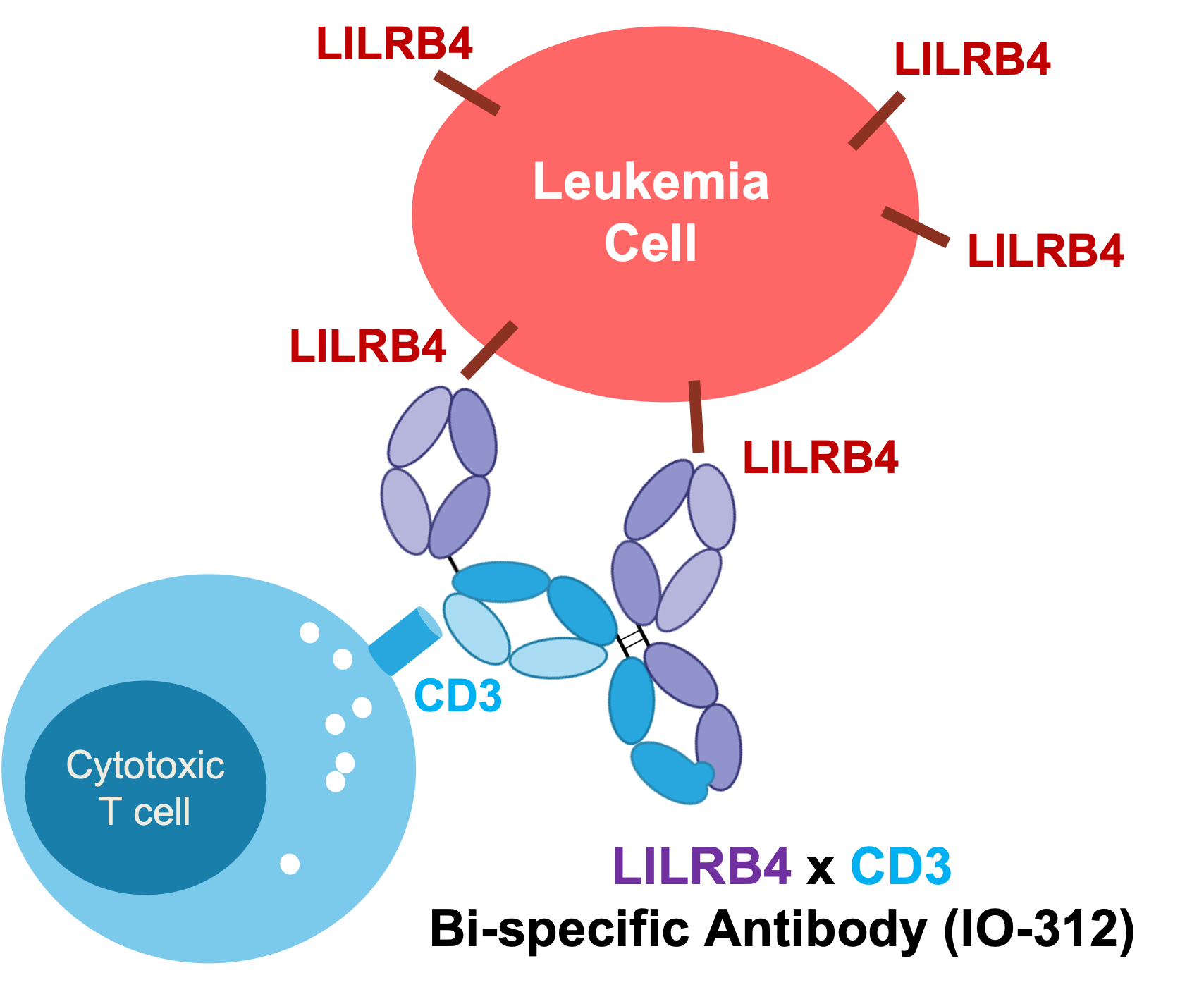 Blood Cancers — Immune-Onc Therapeutics