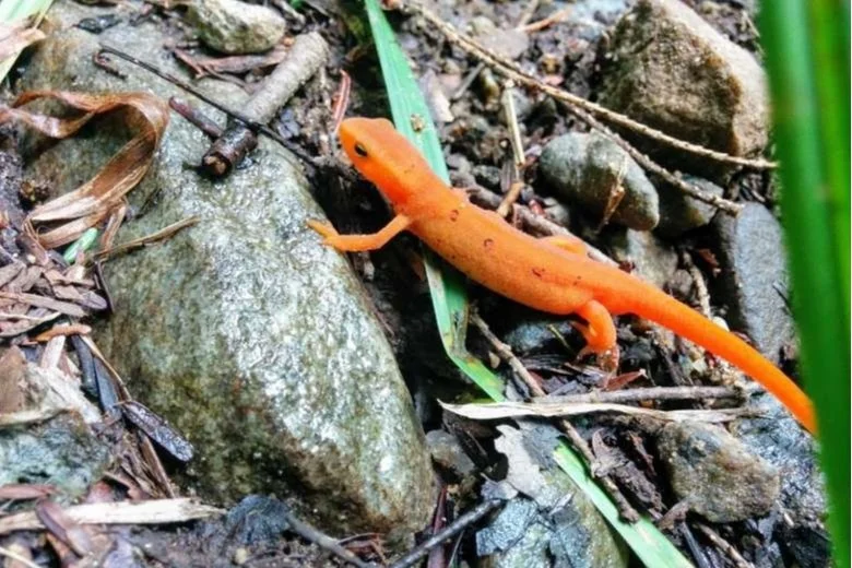 Salamander Saturday 2023 | AIC | Newcomb, NY | Things to Do in the ...