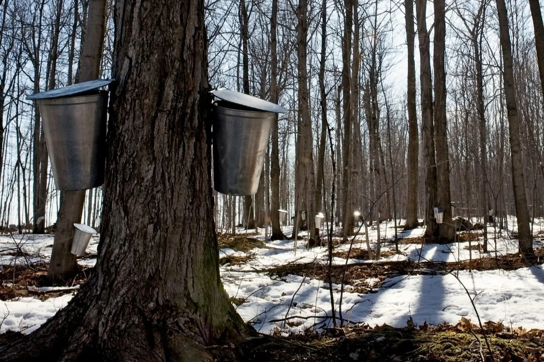 Thurman Maple Days | New York State | March 2024 | Things to Do in the ...