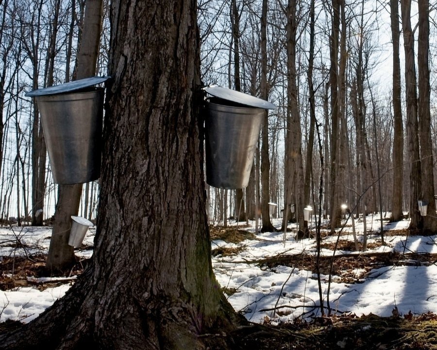 Maple Sugaring Season In The Adirondacks 2026 | Events, Farms & Maple ...