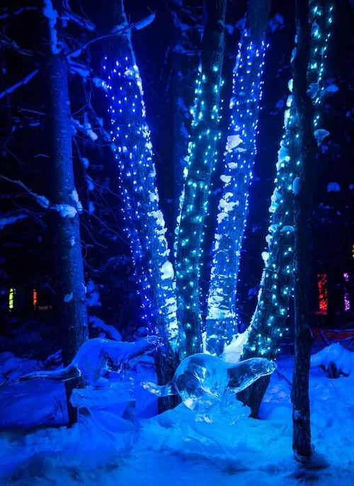 Magical Adirondack winter light display at the Wild Center in Tupper ...