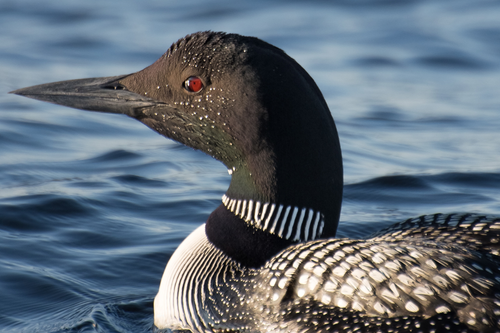 Are Loons on Thin Ice? | Adirondack History Museum | Elizabethtown ...