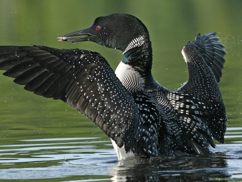 Adirondack Loon Center | Saranac Lake | Things to Do in the Adirondacks