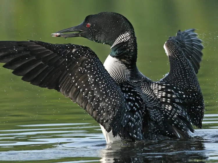 Adirondack Loon Center | Saranac Lake | Things to Do in the Adirondacks