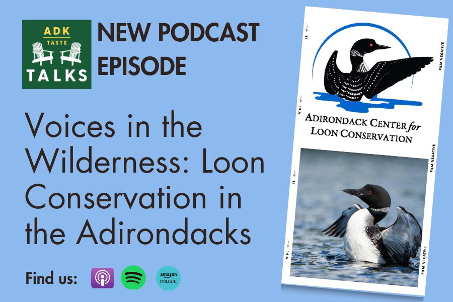 Loon Conservation in the Adirondacks | Podcast Episode | Things to Do ...