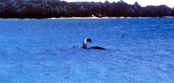 Champ: The Mysterious Monster of Lake Champlain | Things to Do in the ...