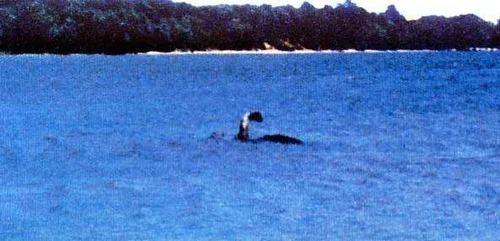Champ: The Mysterious Monster of Lake Champlain | Things to Do in the ...