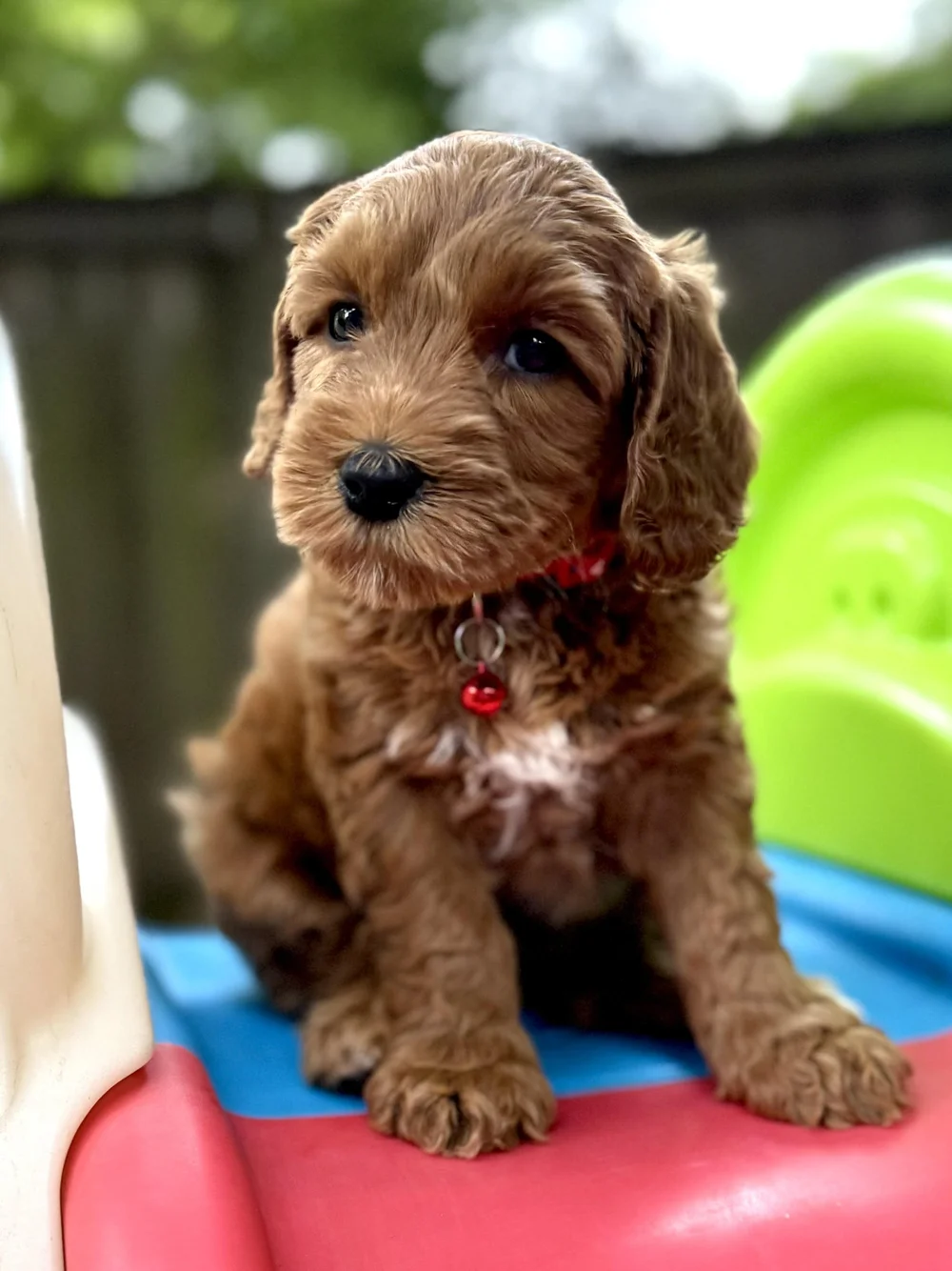Australian Labradoodles - Available Puppies — Lake Bay Labradoodles ...
