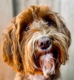 Australian Labradoodles - Available Puppies — Lake Bay Labradoodles ...