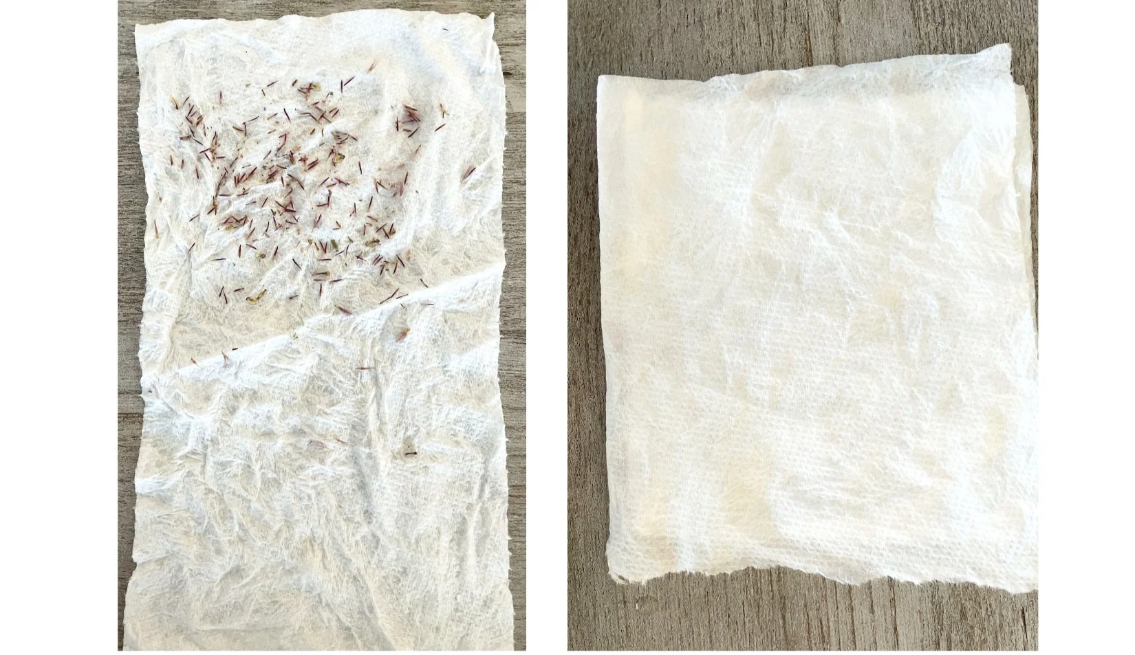 Easiest way to cold stratify seeds — Metro-Detroit's Trusted Gardener ...