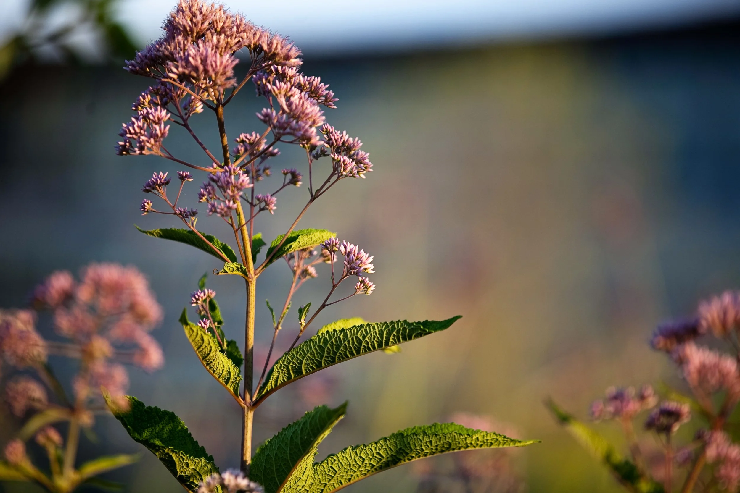 Native Restoration and Management