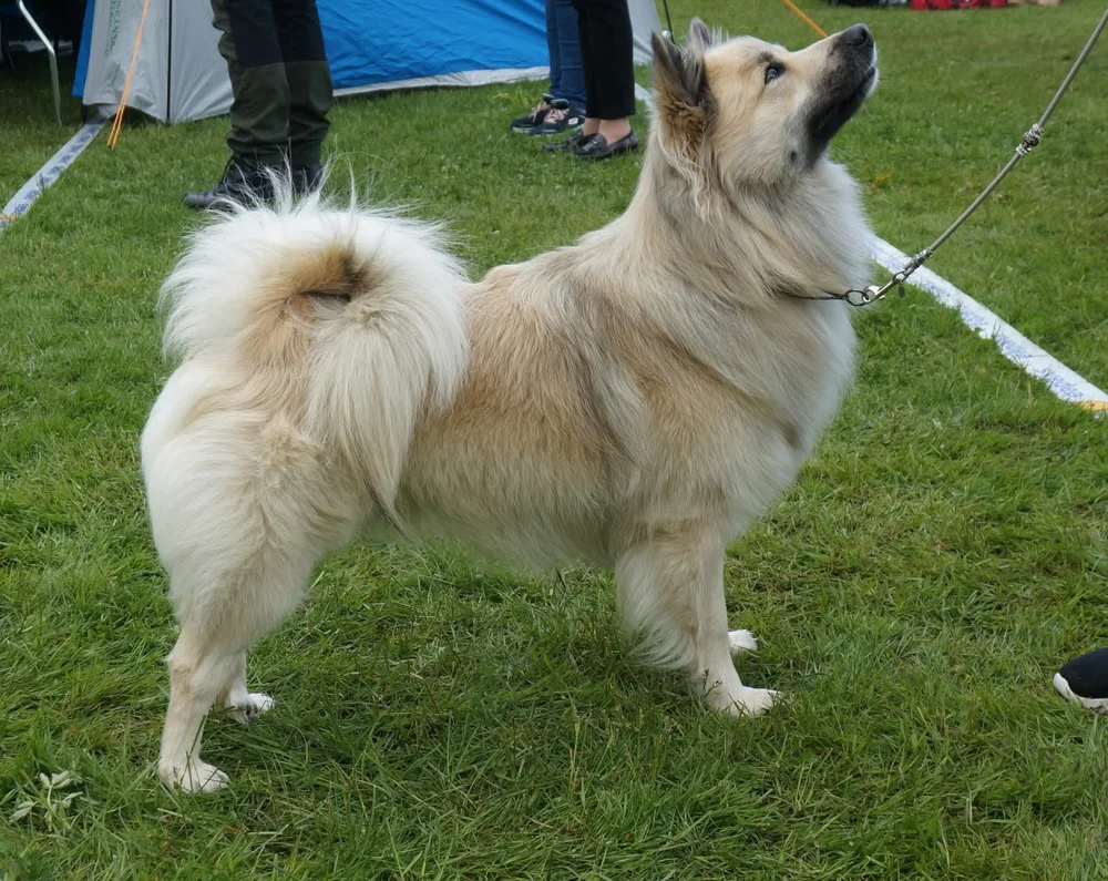 Icelandic Sheepdog Puppy Information — Apricity Icelandic Sheepdogs
