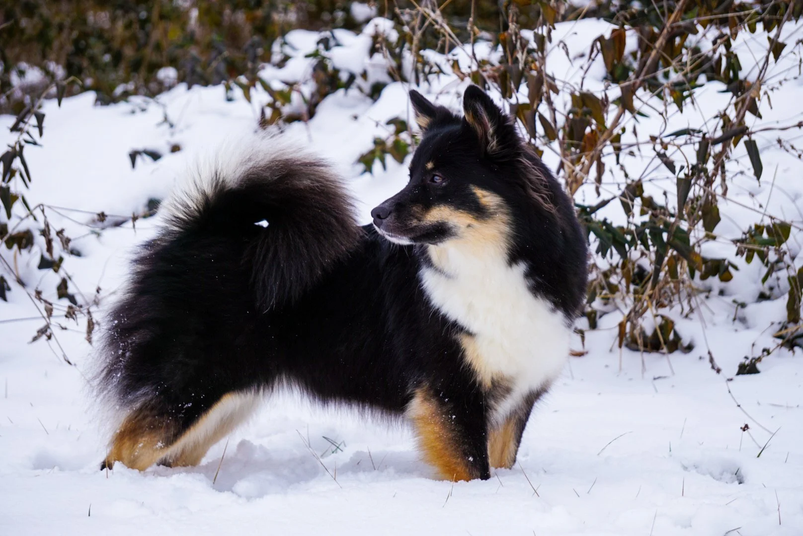 About Icelandic Sheepdogs — Apricity Icelandic Sheepdogs