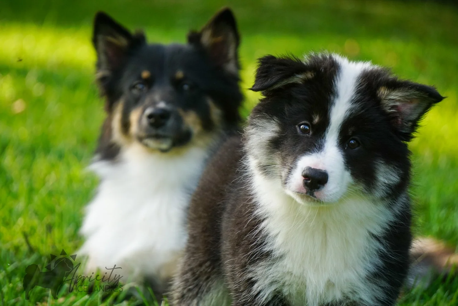 Puppy Updates — Apricity Icelandic Sheepdogs