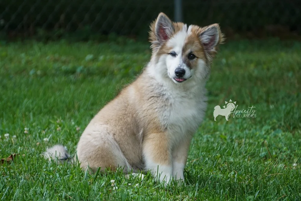 Apricity Icelandic Sheepdogs