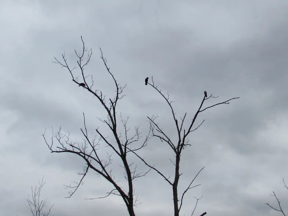 The Merlin and the Crows — Katherine Thunherst