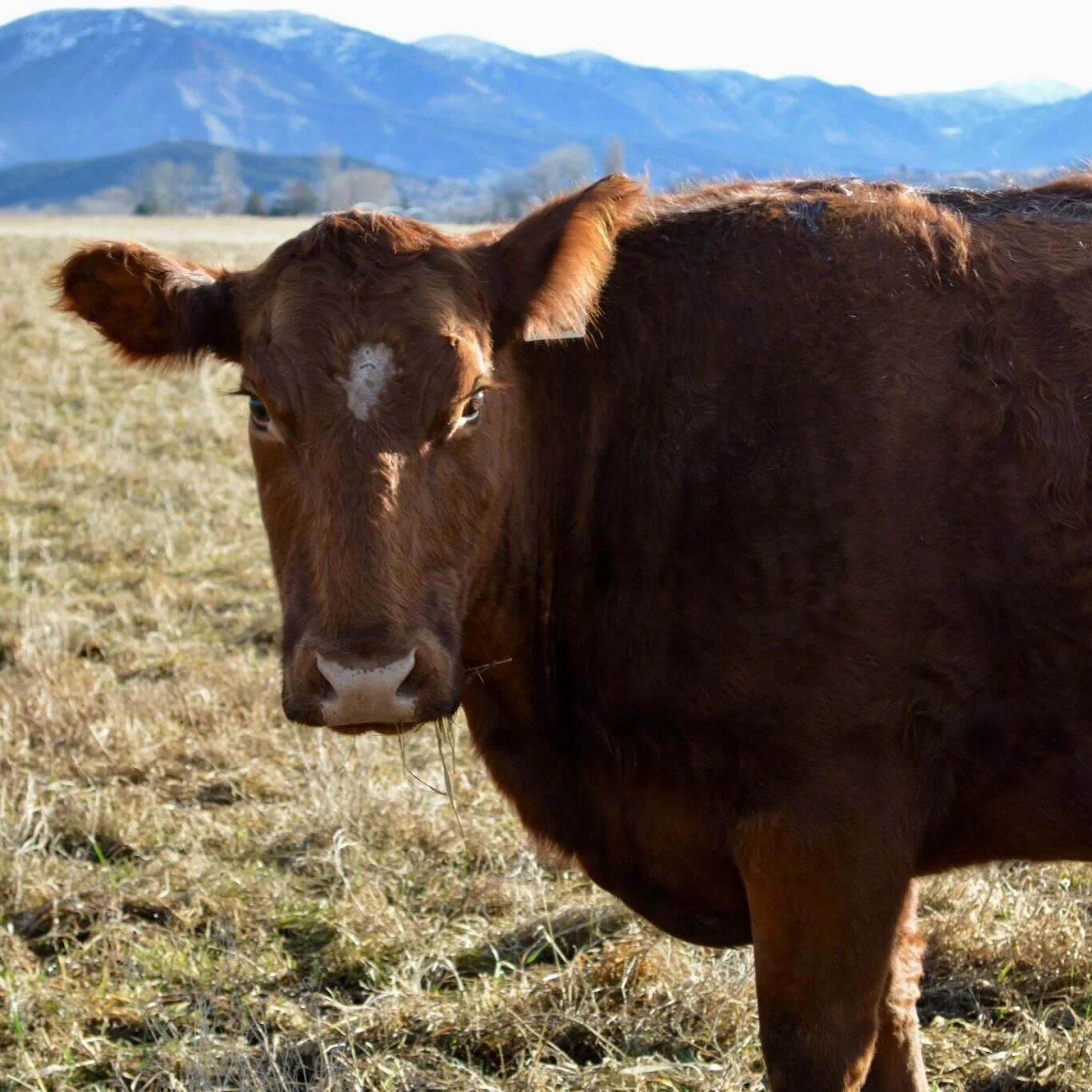 Homestead Natural Meats